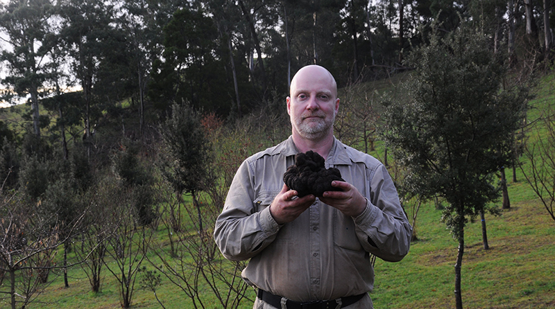 Largest Black Truffle Found in Victoria, Australia