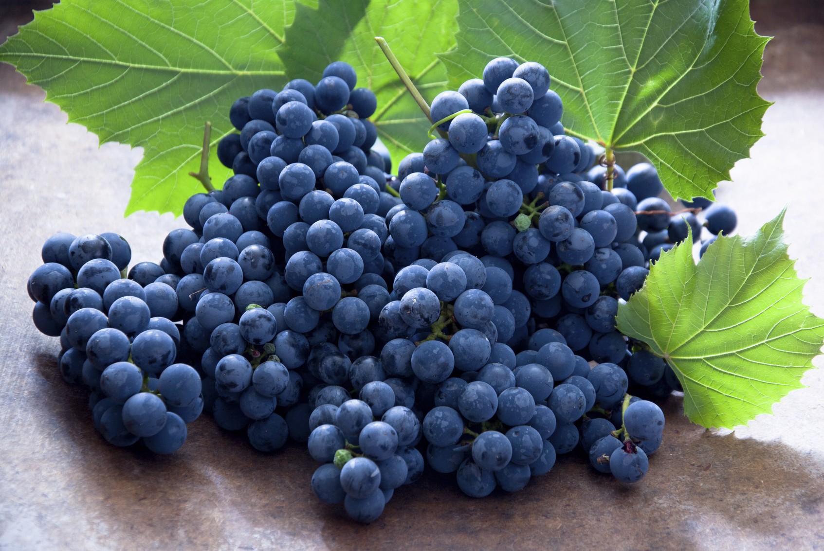 Grape Expectations: French Wine Harvest Begins