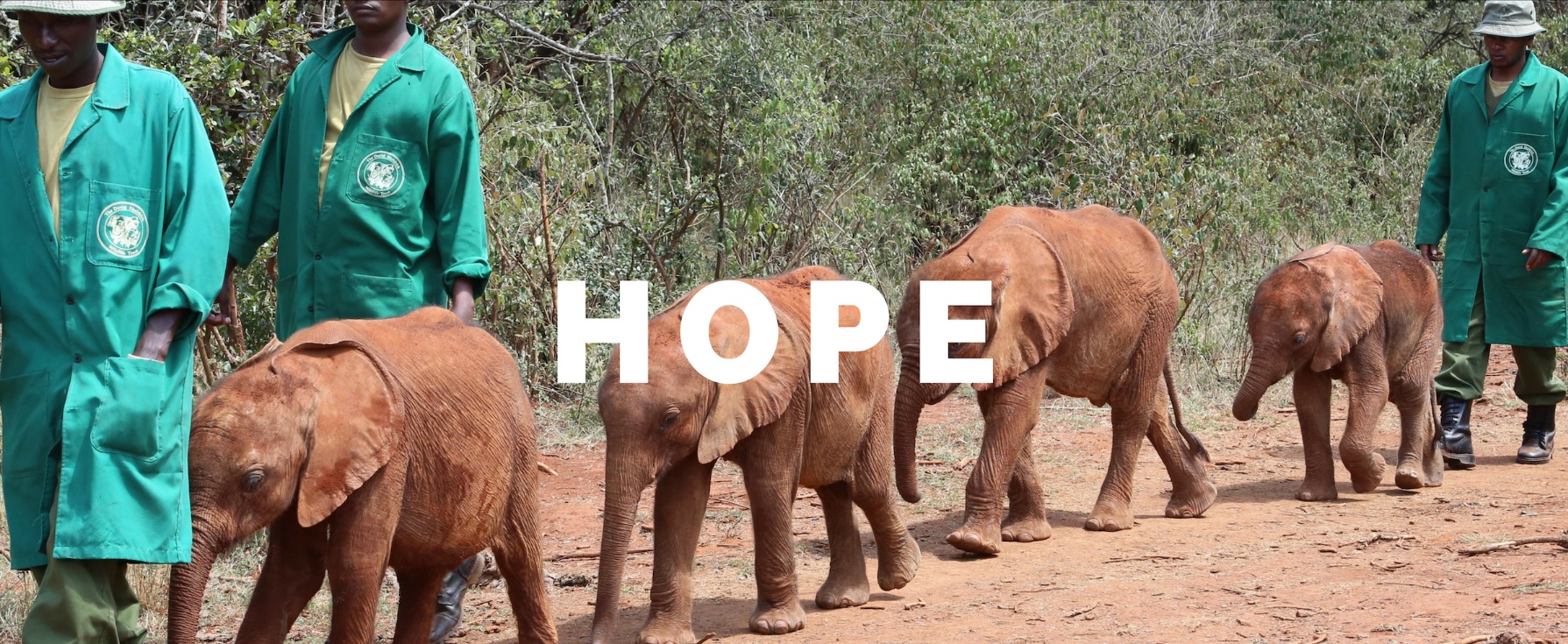 Elephant Week 2018 in Hong Kong - Survival of the Elephants