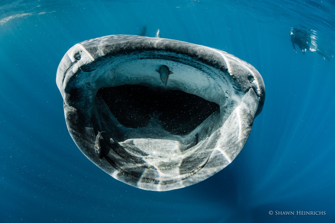 Encounter Whale Sharks With An Award-Winning Film Crew