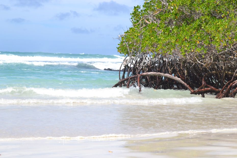 The Galapagos Island Defies Wonder As An Untouched Garden Of Eden