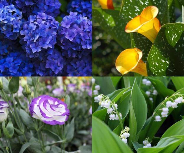 10 Most Expensive Plants in the World and How To Add Them to Your Garden