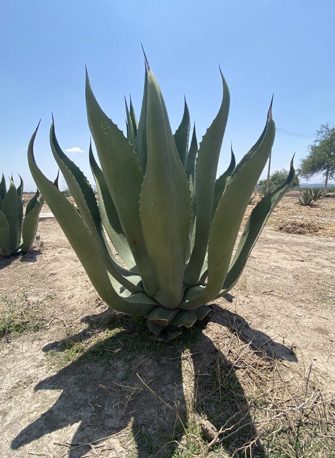 Machetazo's Handcrafted Mezcal Retains Mexican Originality